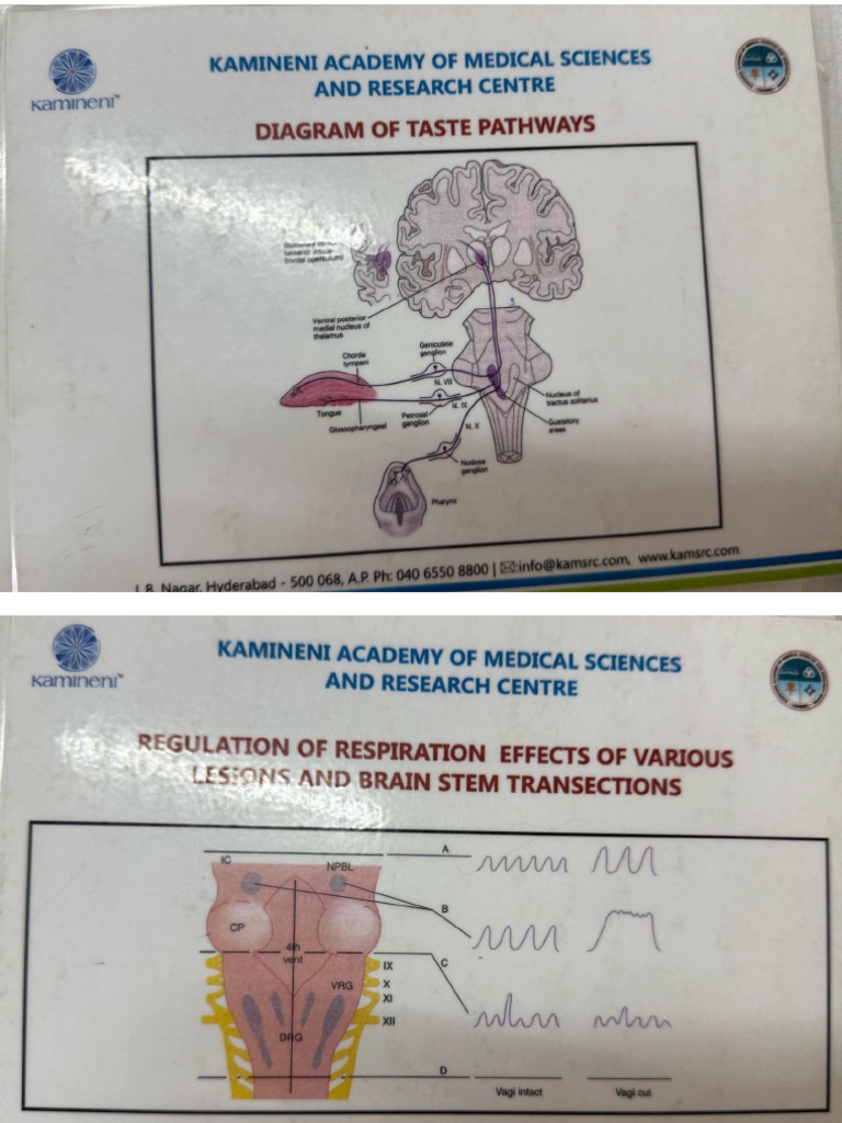 Physiology Ospe Answers | PDF
