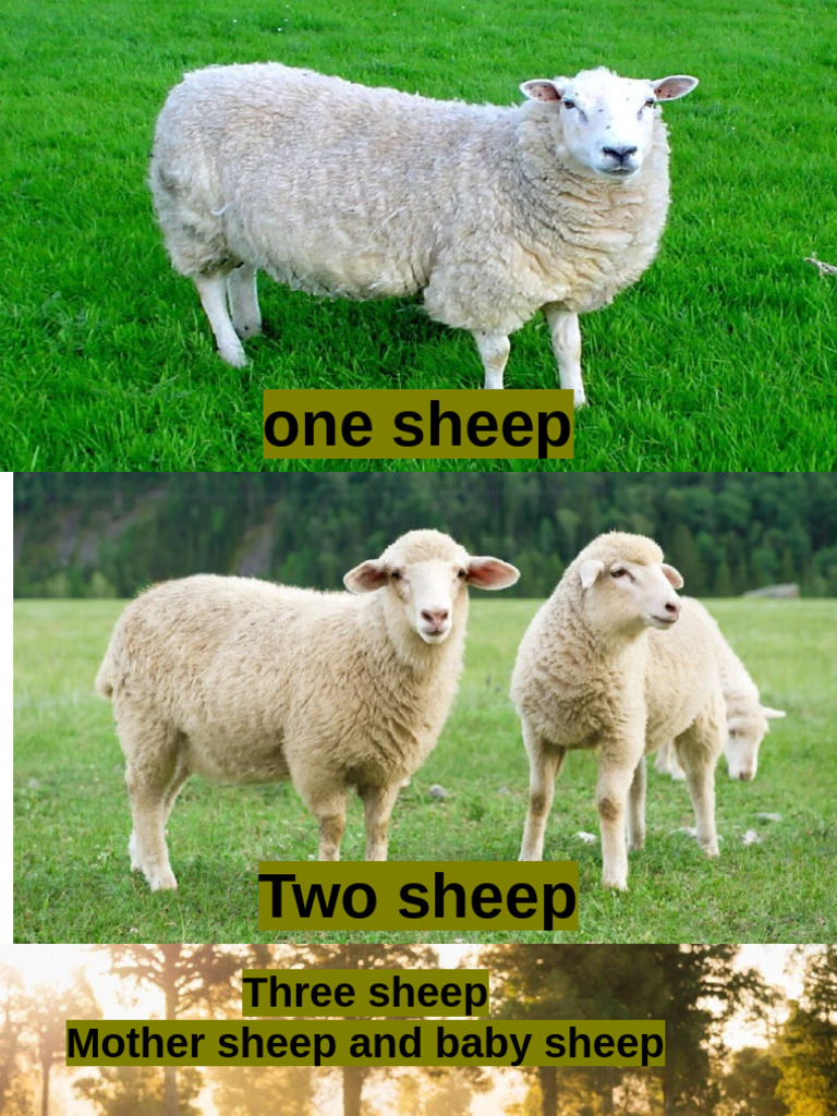 Baa Baa Black Sheep导读图集 | PDF