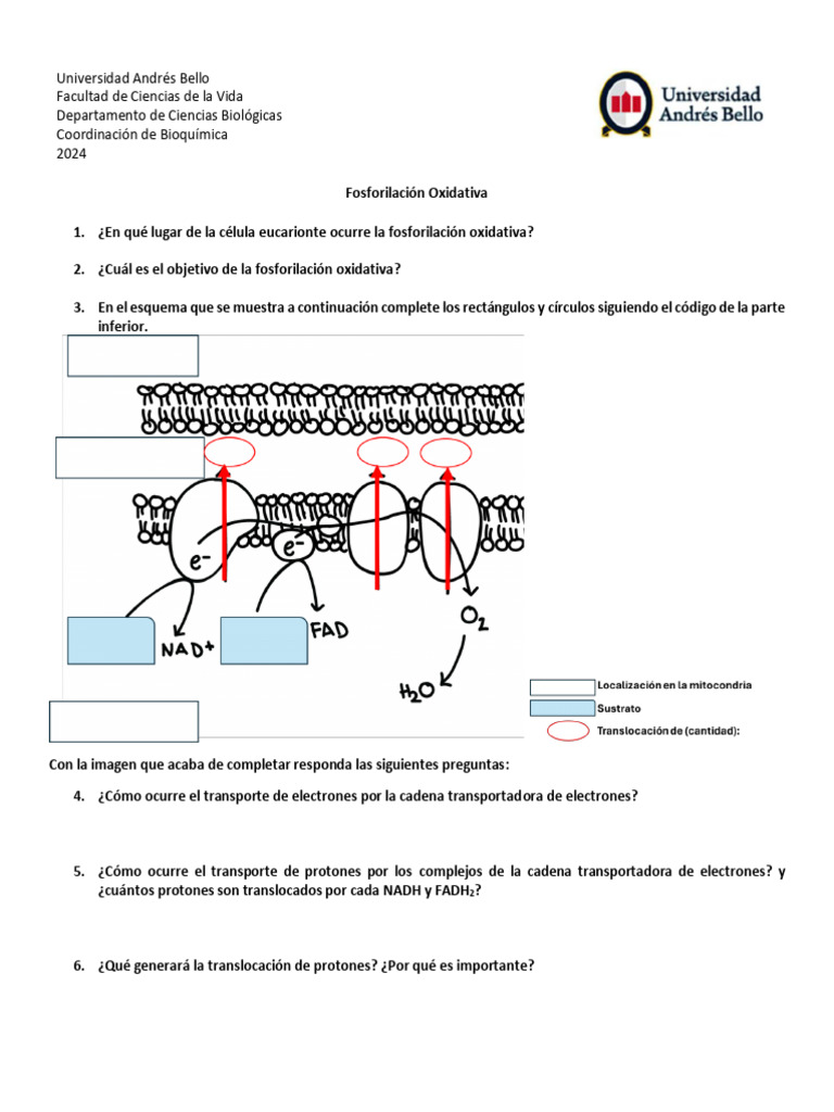 Guía Fosforilación Oxidativa | PDF | Trifosfato de adenosina | Cadena de transporte de electrones