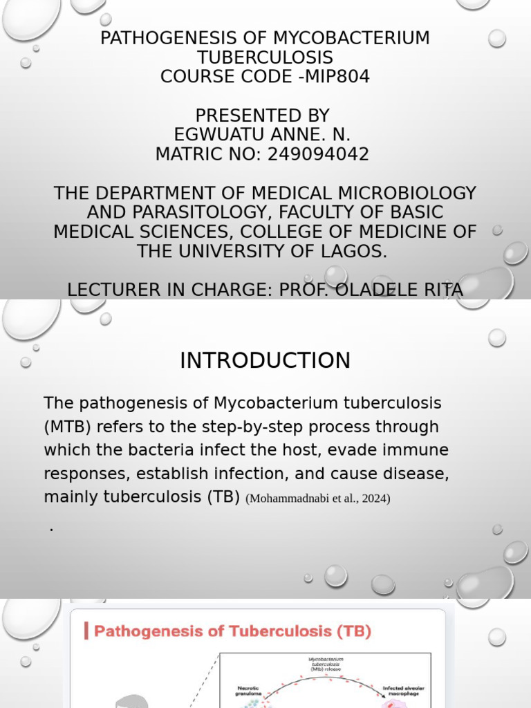 Pathogenesis of Mycobacterium Tuberculosis | PDF | Tuberculosis | Macrophage