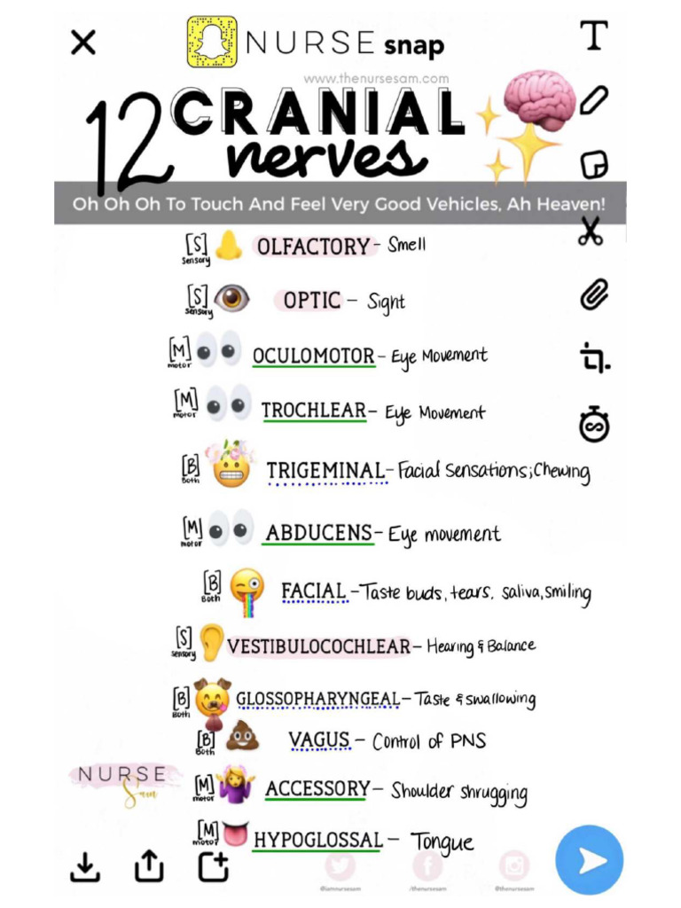 12 Cranial Nerves | PDF