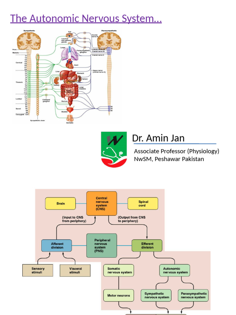 Autonomic Nervous System (2024) | PDF | Autonomic Nervous System | Acetylcholine