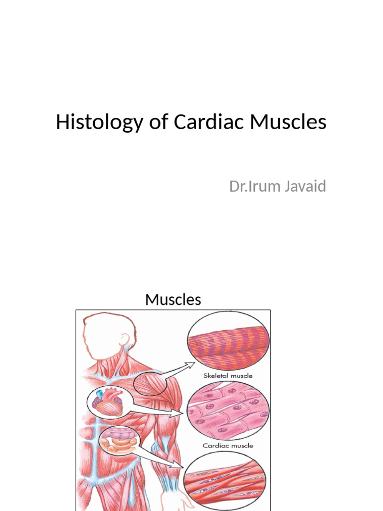 Histology of Cardiac Muscle | PDF | Cardiac Muscle | Heart