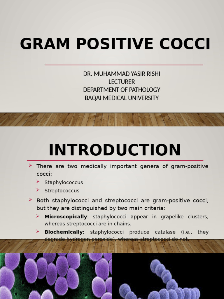 Overview of Gram-Positive Cocci | PDF | Staphylococcus | Staphylococcus ...