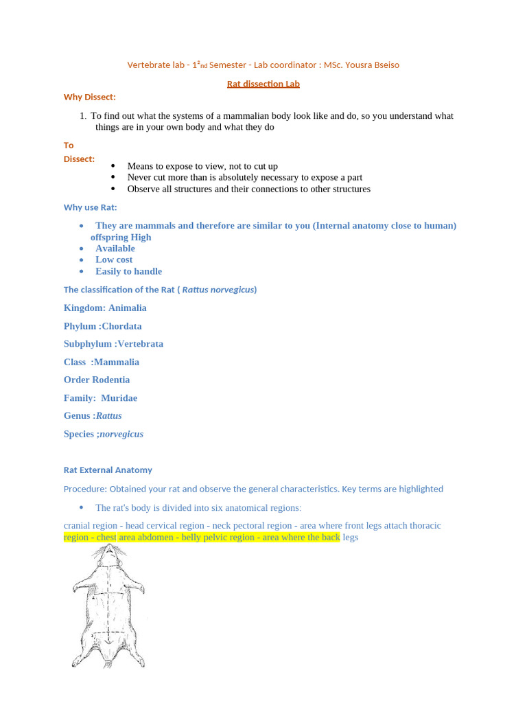 Rat Lab | PDF | Stomach | Small Intestine