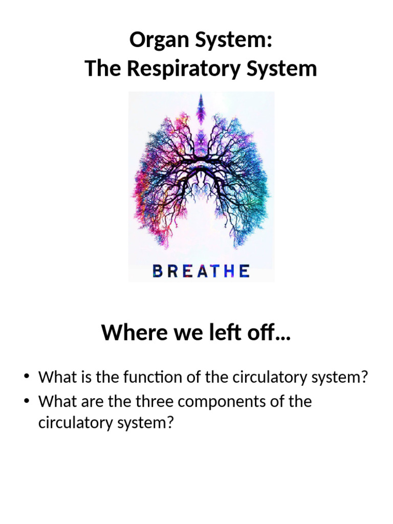 Respiratory System | PDF | Respiratory Tract | Chronic Obstructive Pulmonary Disease