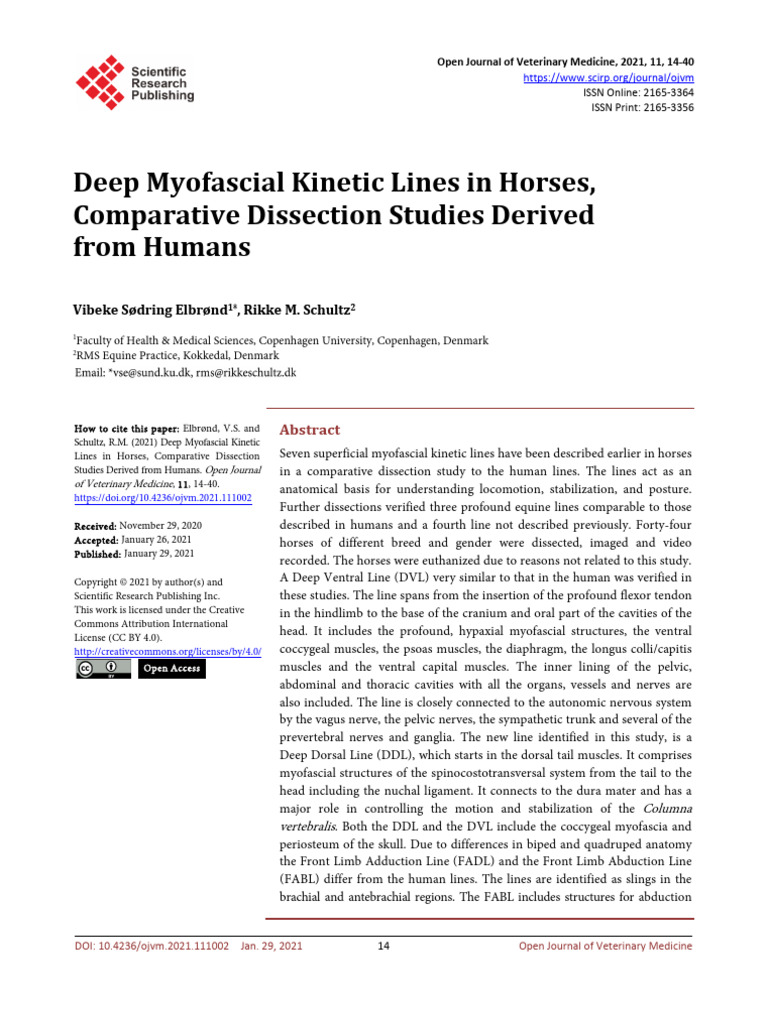 Equine Deep Myofascial Kinetic Lines | PDF | Pelvis | Anatomical Terms ...