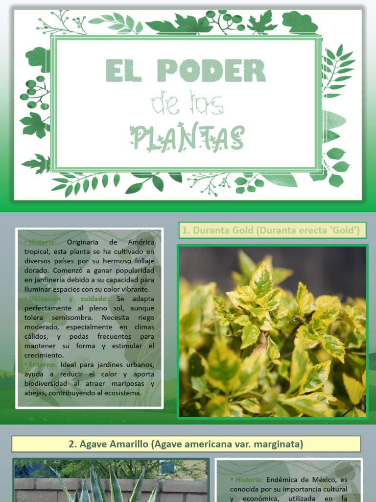 El Poder de Las Plantas Power Point | PDF | Arboles | Riego
