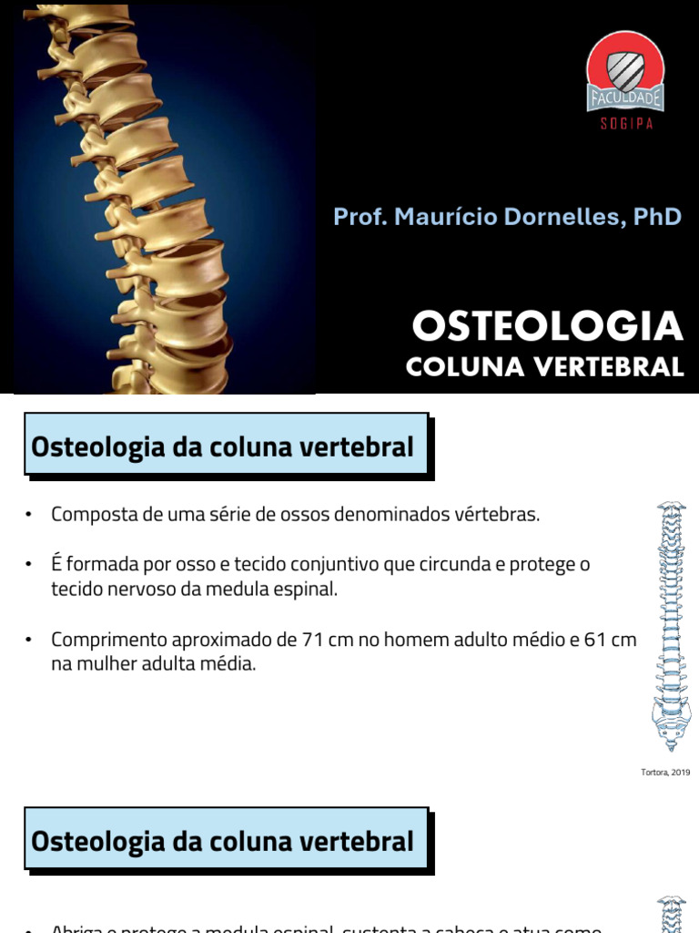 05 - Ossos Da Coluna Vertebral | PDF | Vértebra | Anatomia humana