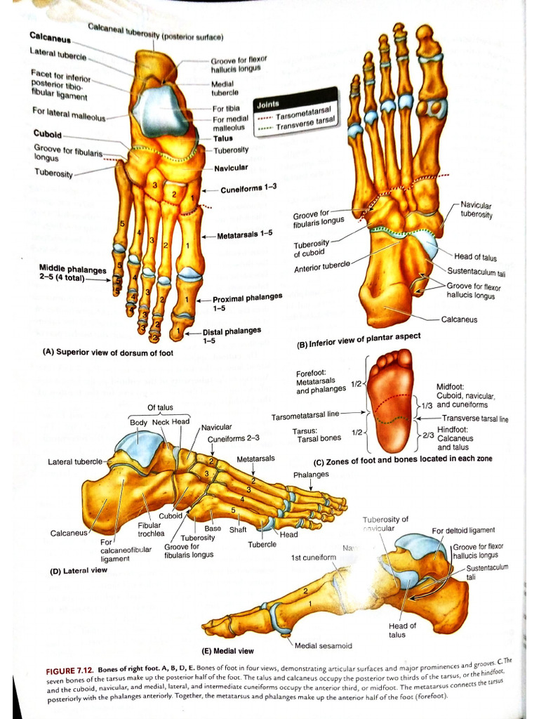 Abass Lower Limb Ms Chiroma | PDF