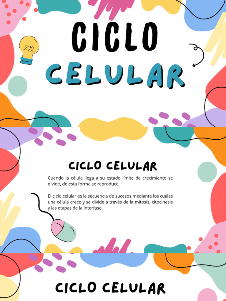 Ciclo Celular: Fases y Procesos Clave | PDF | Mitosis | Mitosis