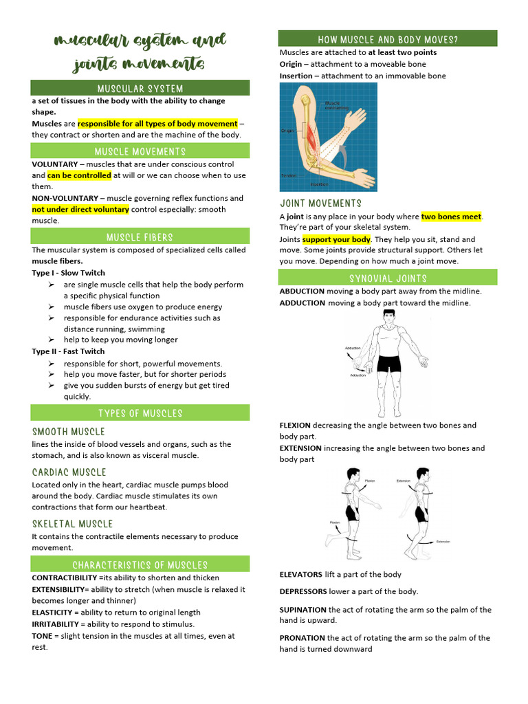 MIDTERMS LESSON 2 Muscular System and Joints Movements | PDF ...