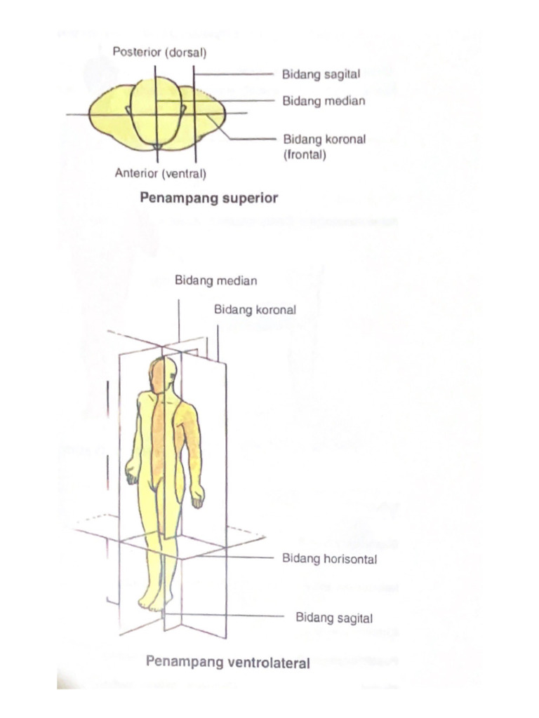 Posterior (Dorsal) | PDF