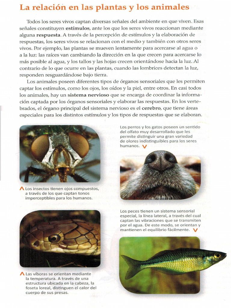 La Relación en Las Plantas y Los Animales | PDF