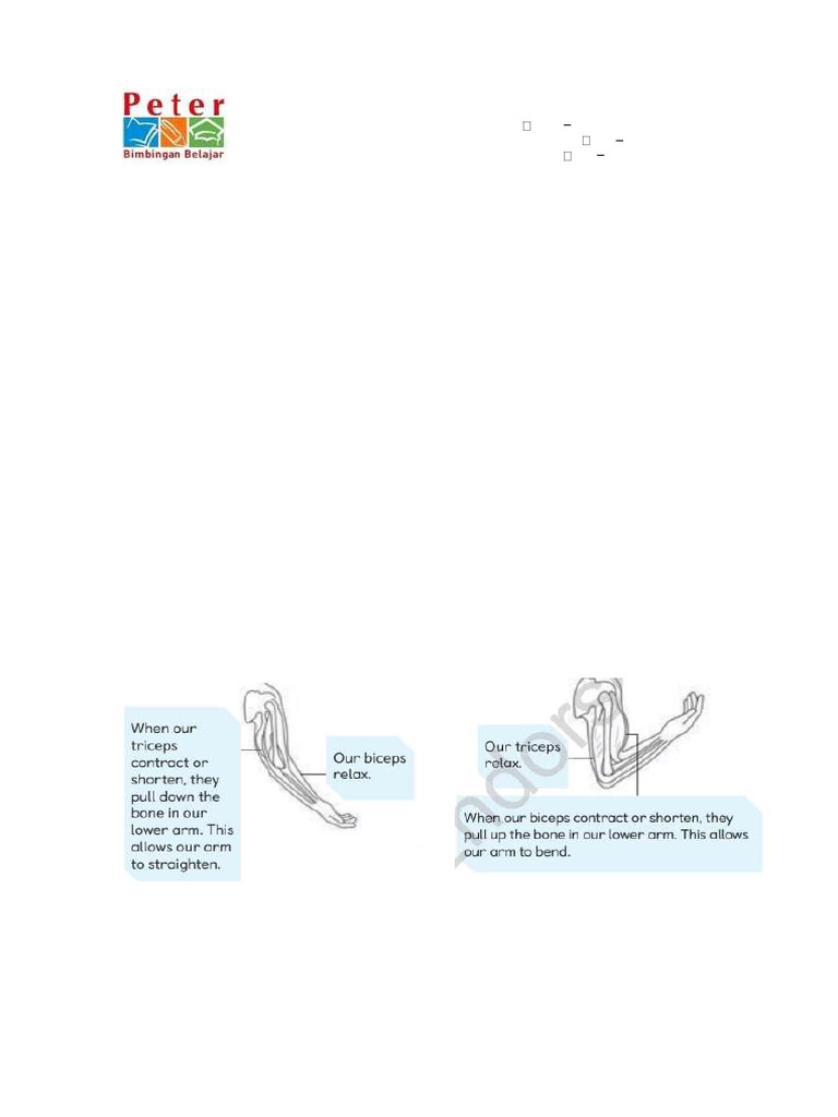 Bones and Muscles Summary Elbert | PDF