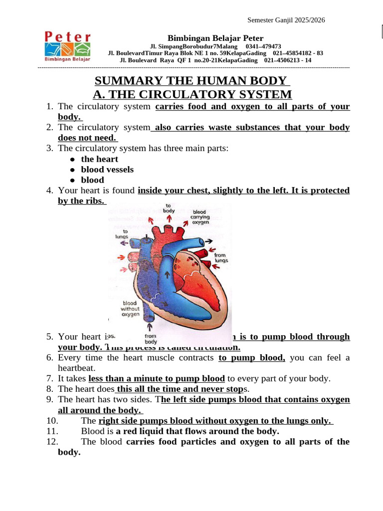Summary Science Circulation and The Human Body Grade 6 | PDF ...