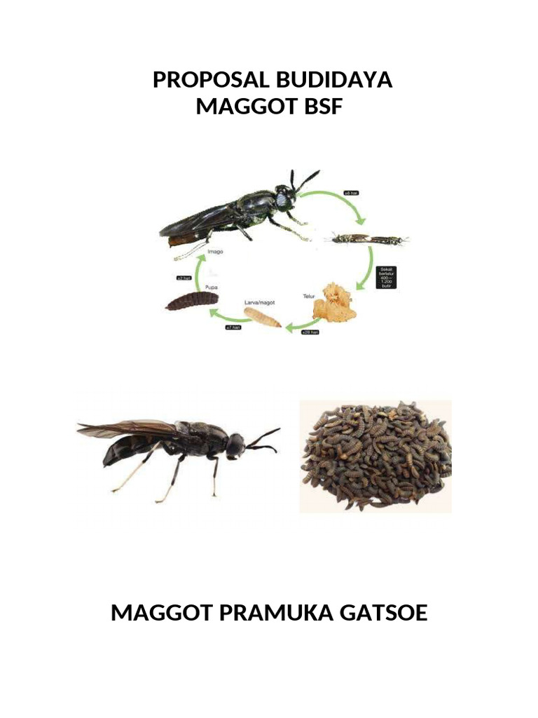 Budidaya Maggot BSF untuk Pakan Ternak | PDF