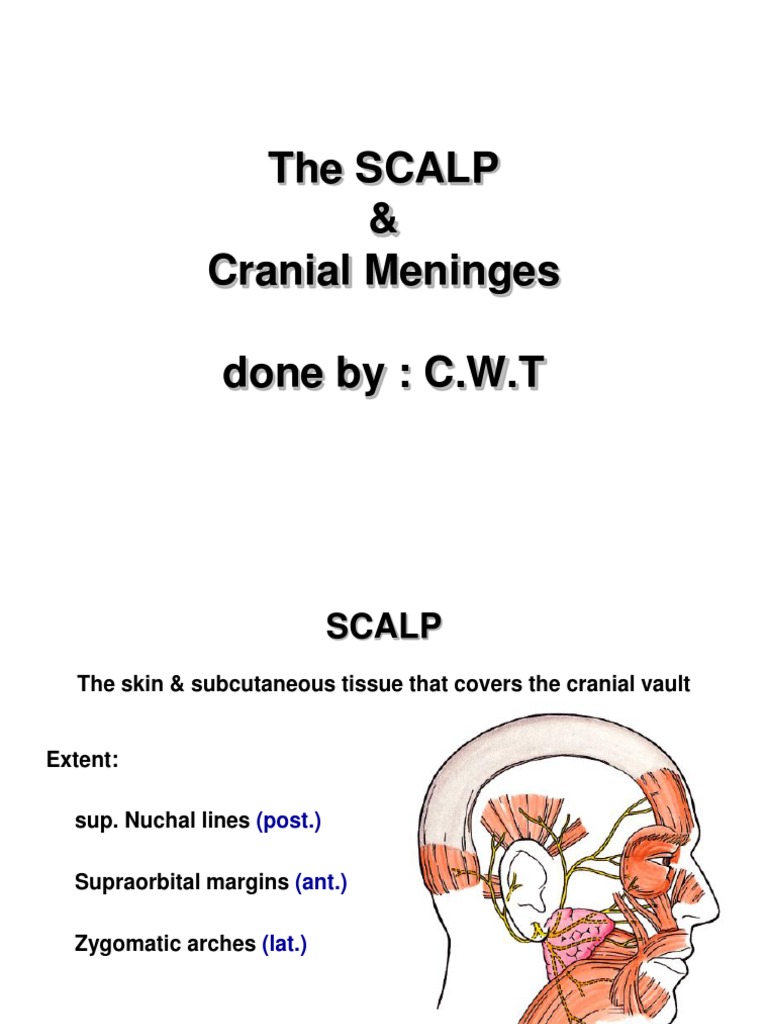 The SCALP Meninges E-Learning | PDF