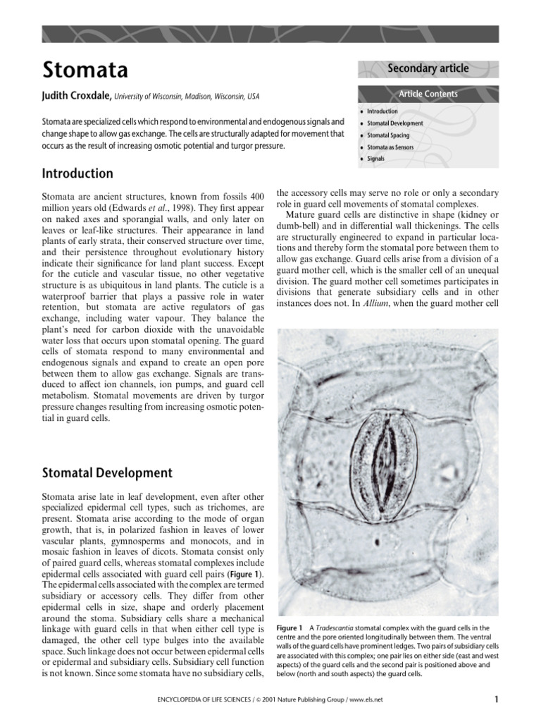 Functions and Development of Stomata | PDF | Stoma | Leaf