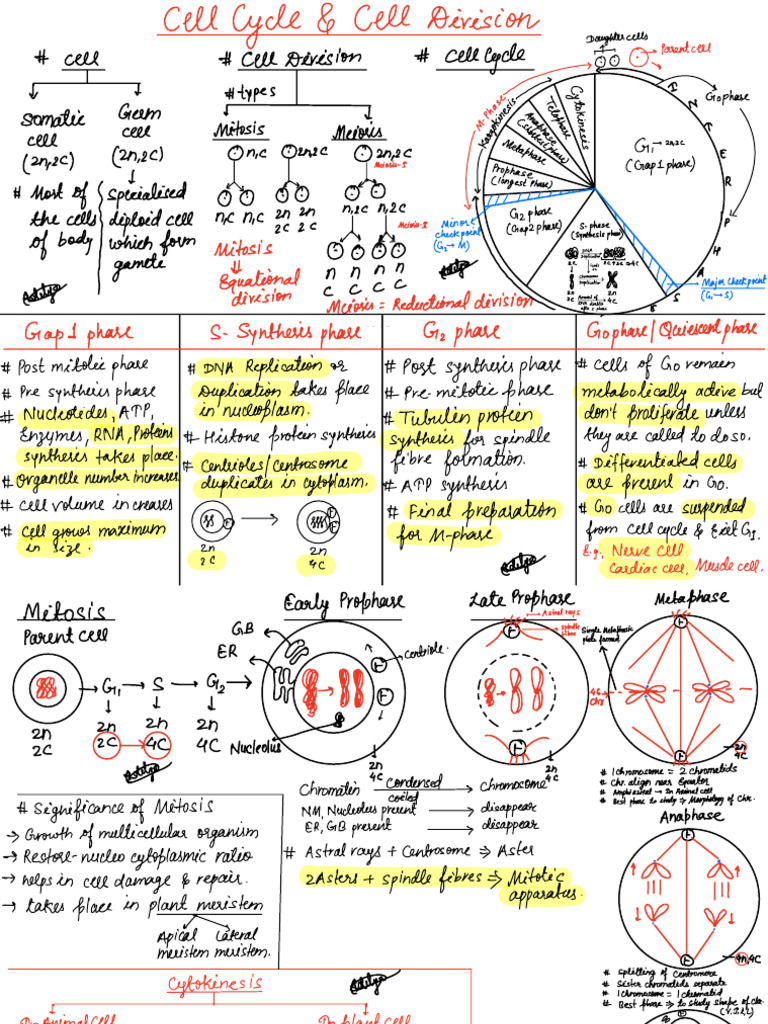 Cell Division Short Notes Meiosis | PDF