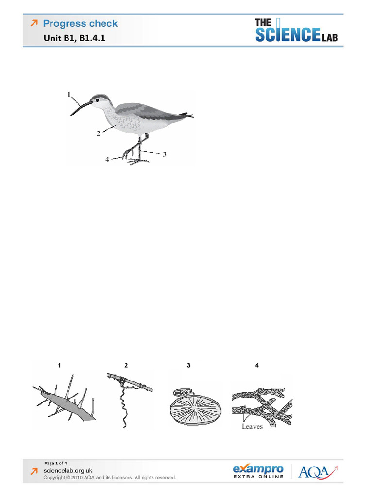 Adaptations and Experiments in Ecology | PDF | Temperature | Polar Bear