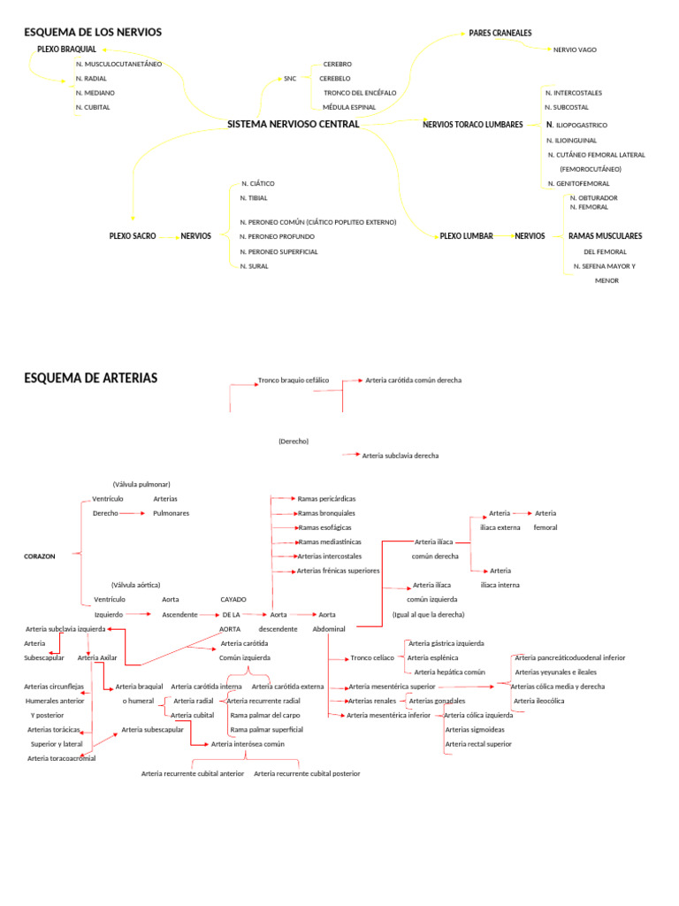 ESQUEMA de Arterias y Nervios | PDF | Aorta | Neuroanatomía