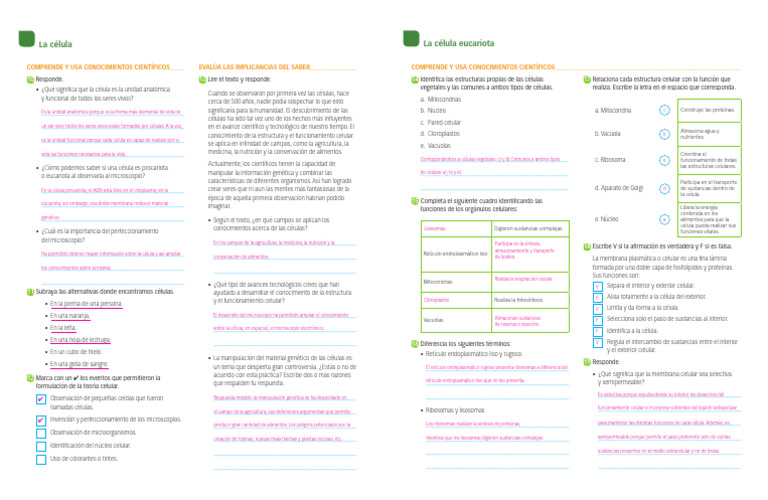B-2º Sol-Pract-Act3,4 Cyt U2 | PDF | Biología Celular) | Histología
