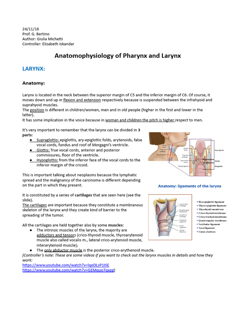Bertino 01 - The Pharynx and Larynx | PDF | Larynx | Human Voice