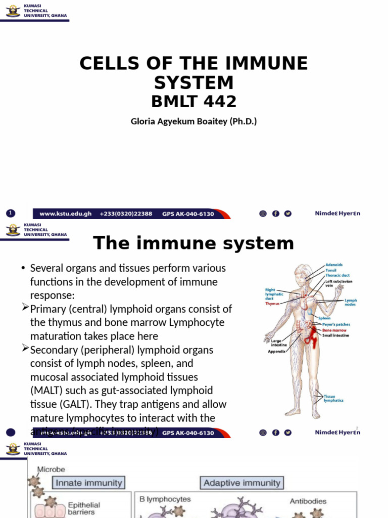 Cells of The Immune System | PDF | Immune System | Lymphocyte