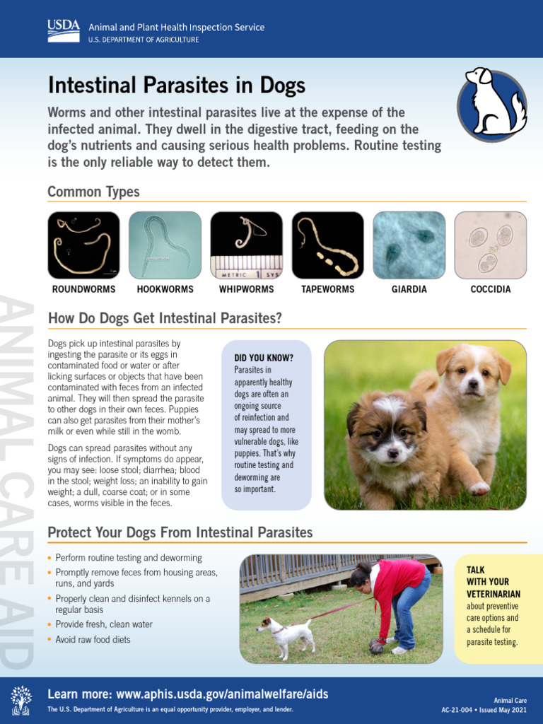Ac Aid Intestinal Parasites in Dogs 0 | PDF | Parasitism | Dogs