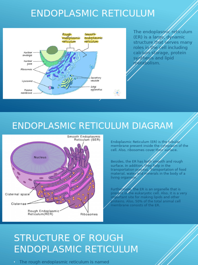 Endoplasmic Reticulum | PDF | Endoplasmic Reticulum | Cell Biology