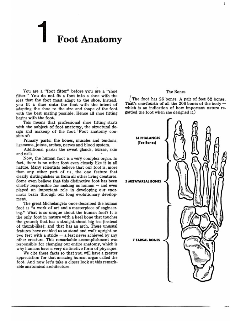 Foot Anatomy-By Professional Shoe Fitting | PDF