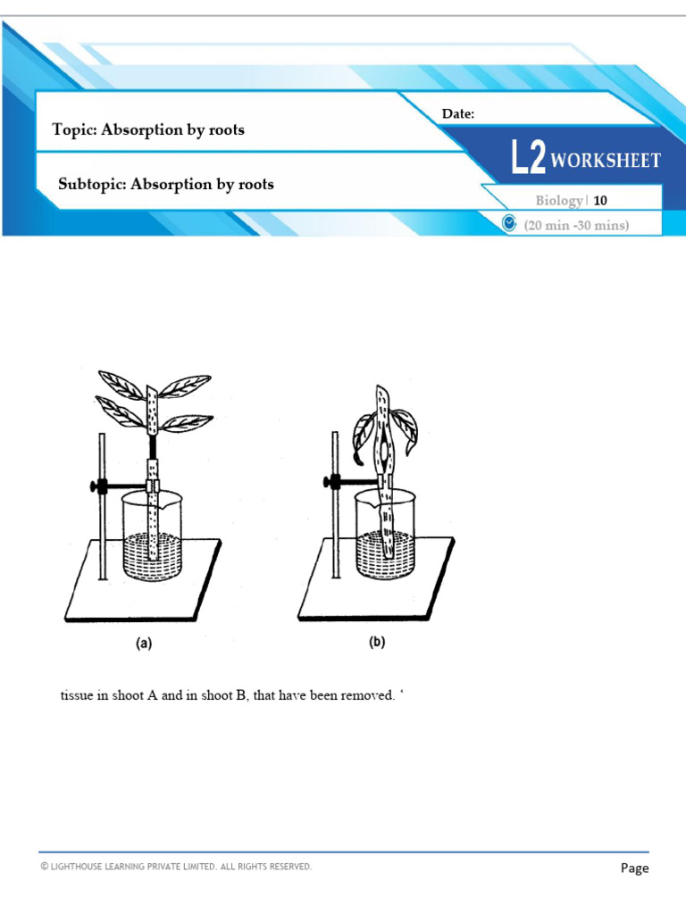 Cellular Basis of Plant Life | PDF | Root | Plants