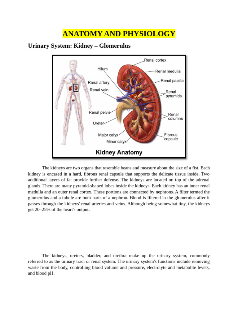ANATOMY urinary system | PDF | Kidney | Urinary System