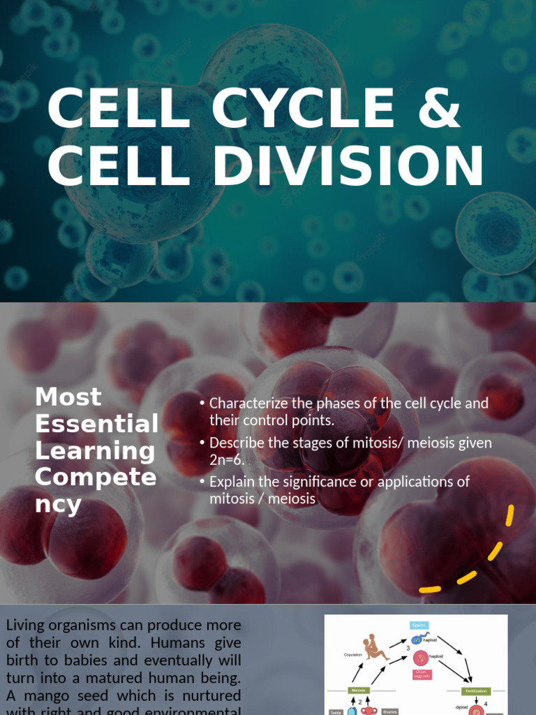Cell Cycle and Cell Division | PDF | Meiosis | Mitosis