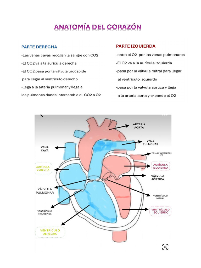 Anatomía Del Corazón | PDF