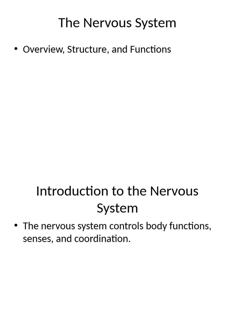 Nervous System Presentation | PDF