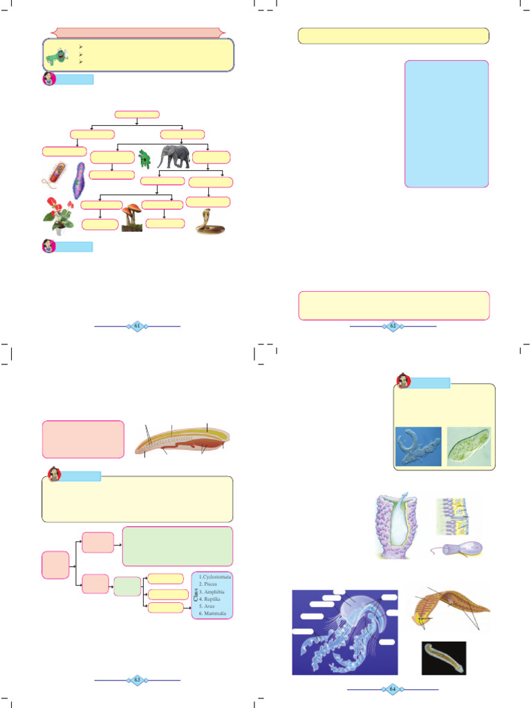 Science and Technology Textbook Part 2 | PDF | Mollusca | Sponge