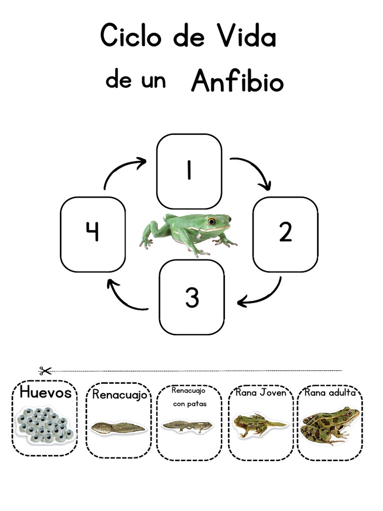 Ciclo de Vida de Un Anfibio | PDF