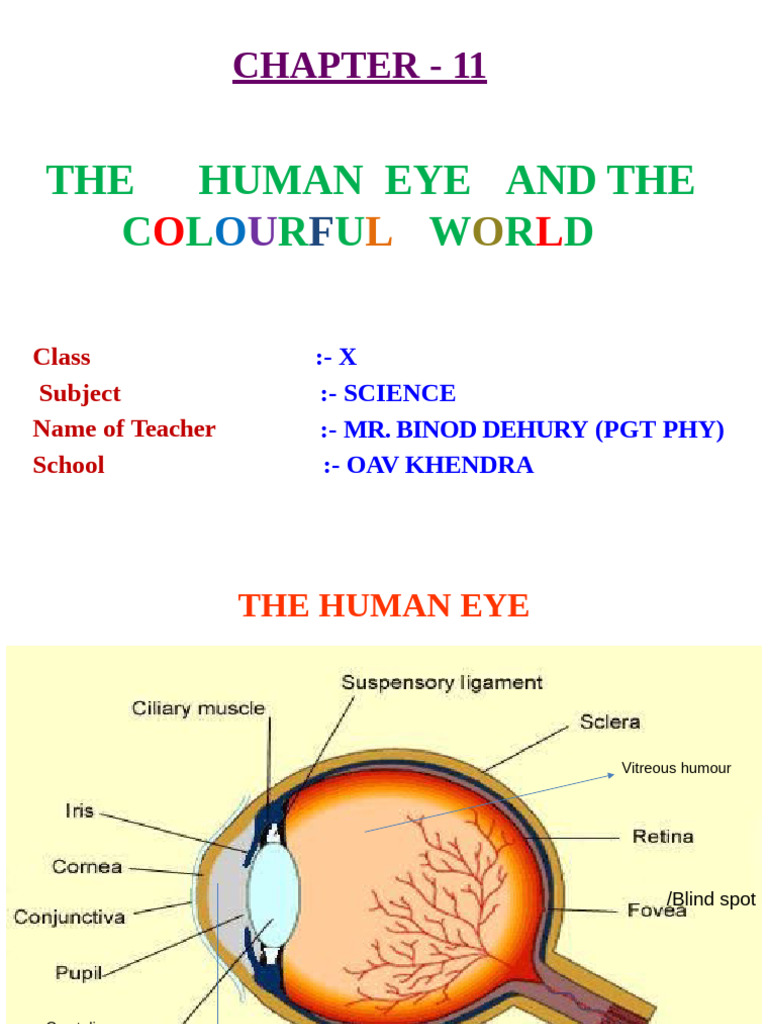 Understanding the Human Eye and Vision | PDF | Eye | Human Eye