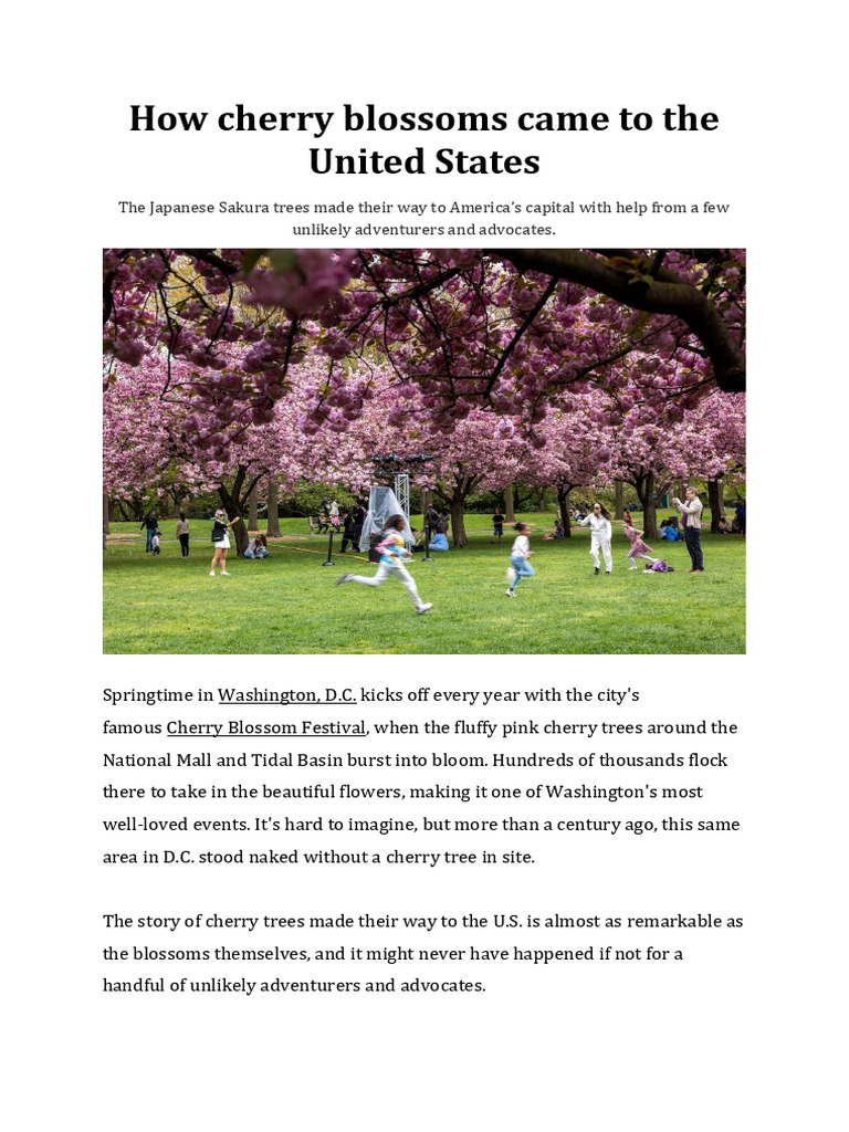 How Cherry Blossoms Came To The United States | PDF | Trees