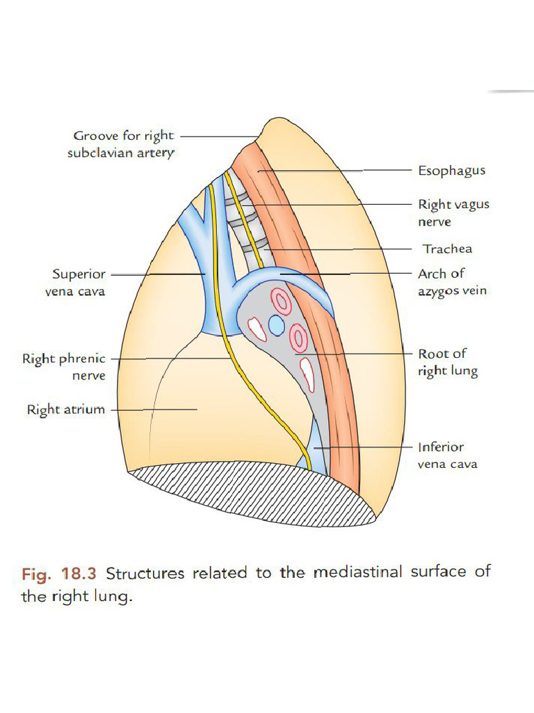 Thorax Related RGUHS DIAGRAMS | PDF