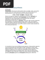 Floating Leaf Disk Photosynthesis Lab | PDF | Bicarbonate | Leaf