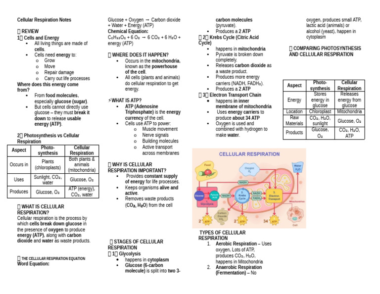 Cellular Respiration Overview and Notes | PDF | Cellular Respiration ...