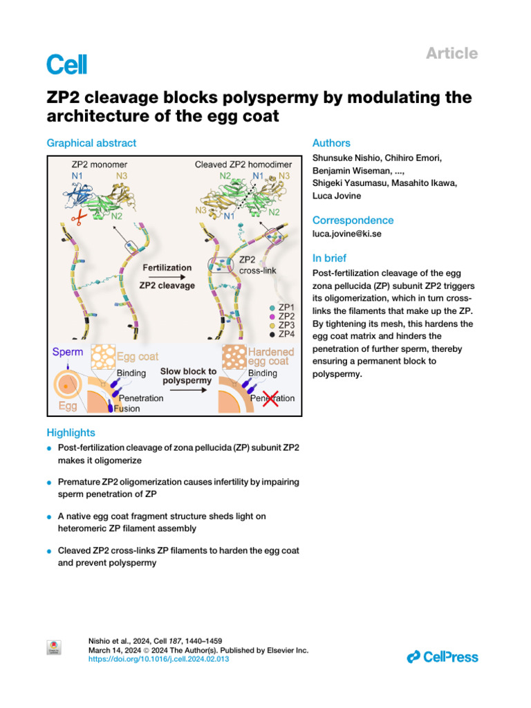 ZP2 Cleavage Prevents Polyspermy | PDF | Protein Domain | Proteolysis
