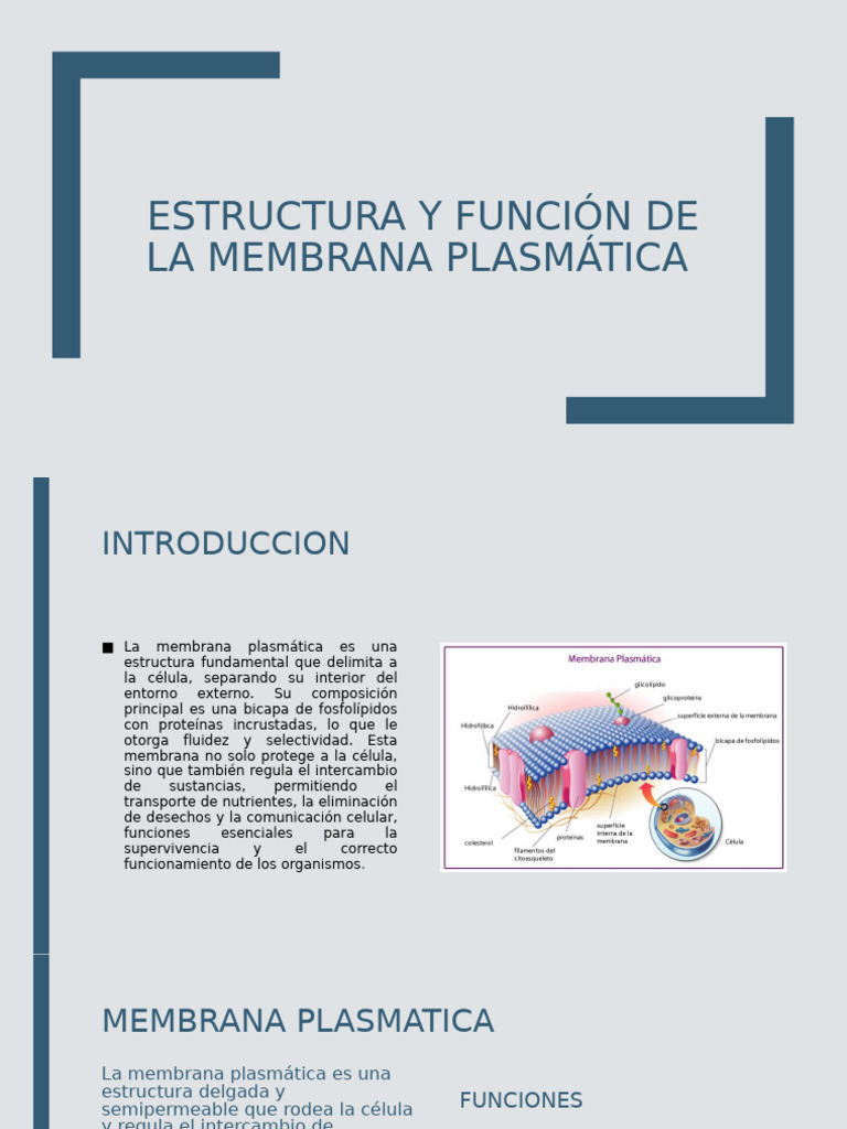 Estructura y Función de La Membrana Plasmática | PDF | Membrana biológica | Membrana celular