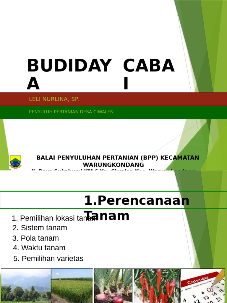 Budidaya Tanaman Cabai | PDF