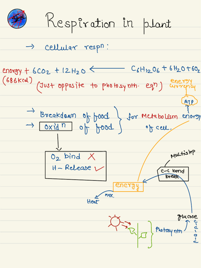 Respiration in Plant | PDF