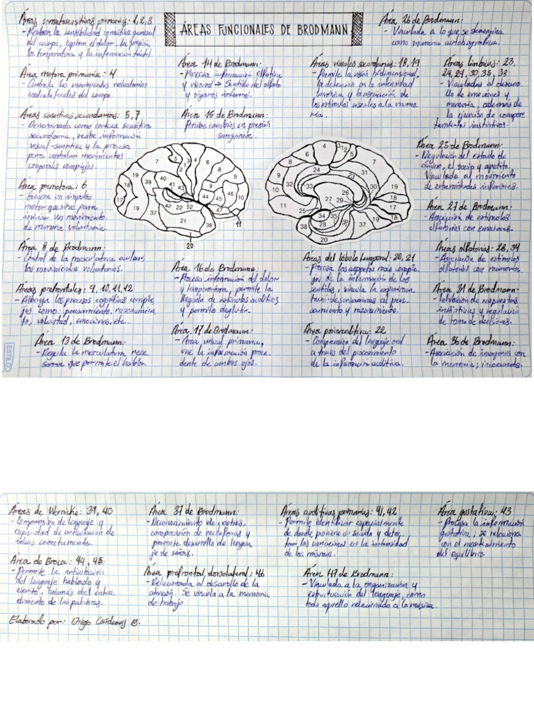 Áreas de Brodmann - Diego Cárdenas - G4 | PDF