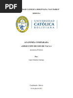 Anatomía del Ojo Bovina en Disección | PDF | Ojo | Percepción visual
